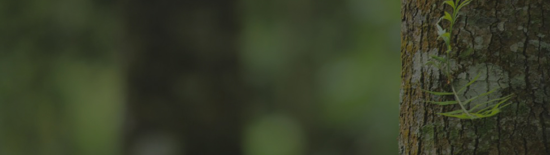 GALLERY - Angel´s Tree Services